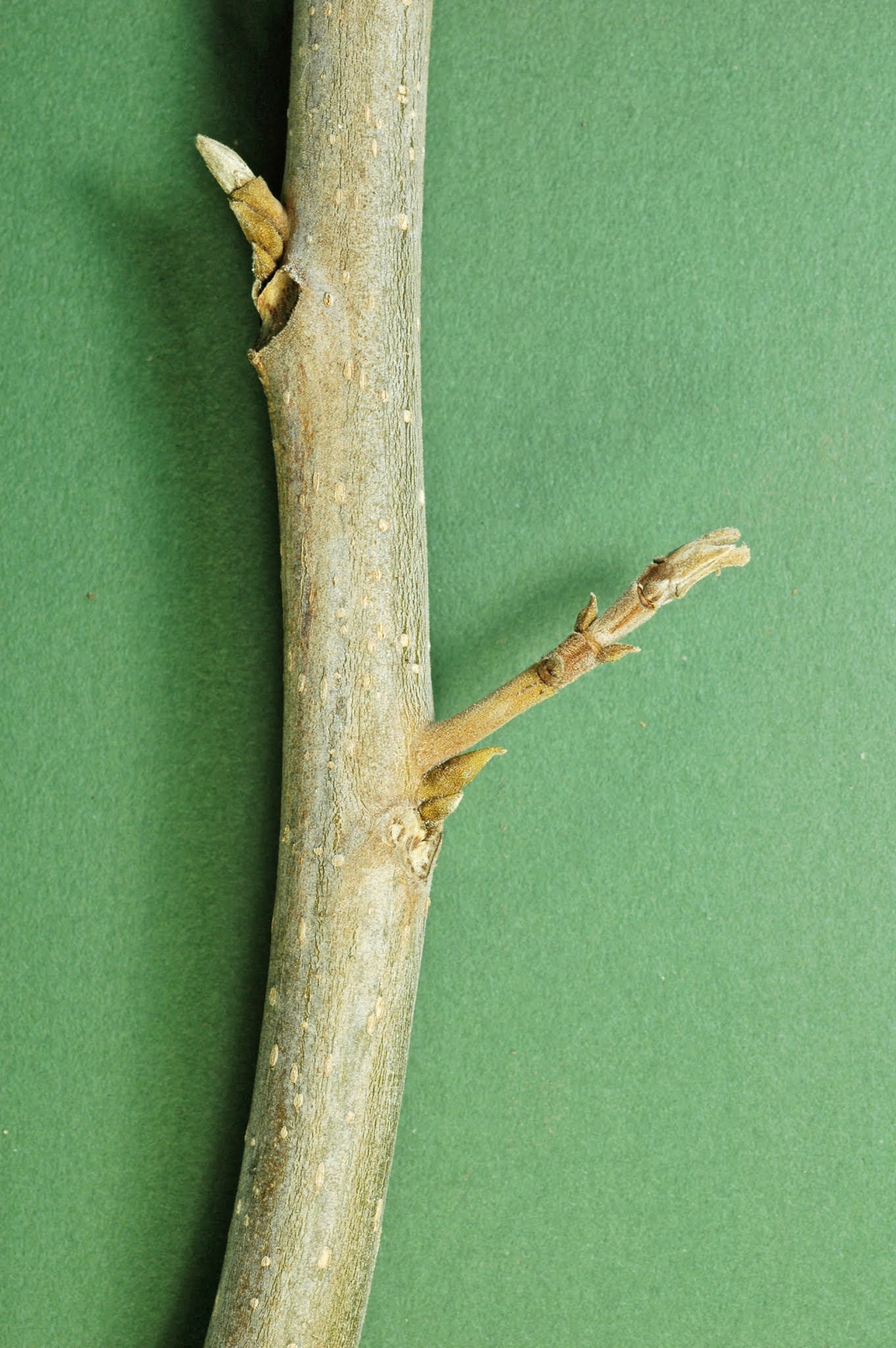 Northern Pecans: Harvesting pecan scionwood