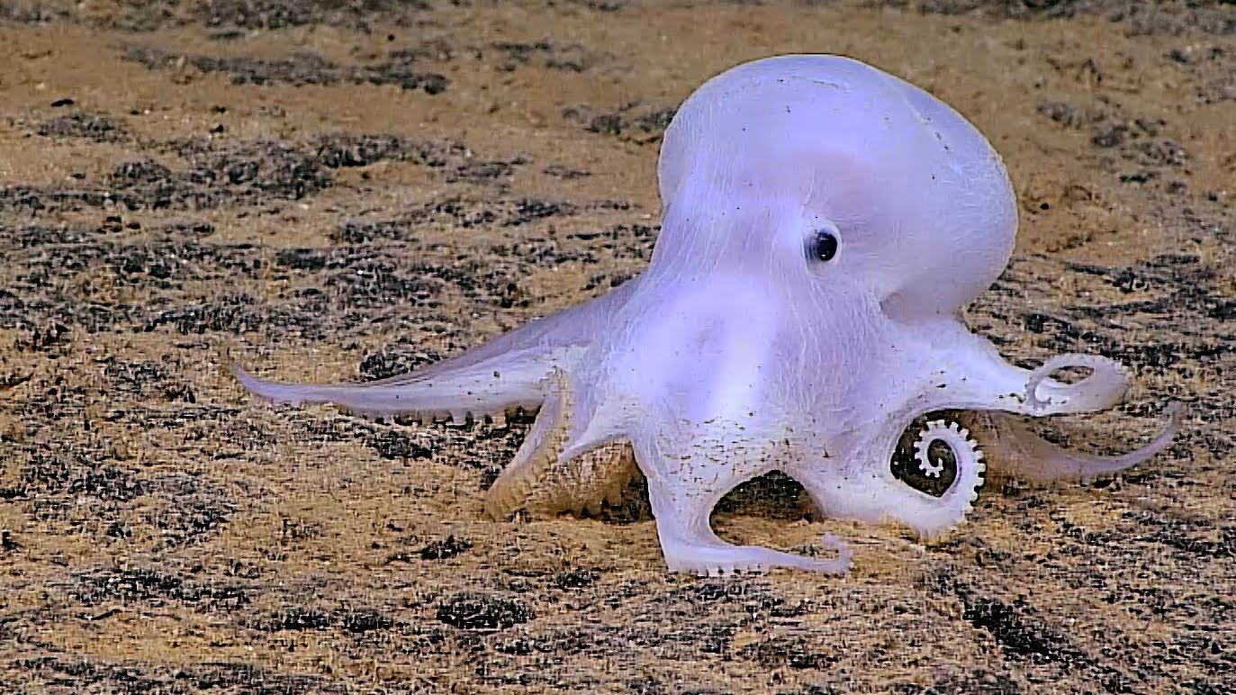 Searching For Ithaka Casper The Ghost Octopod searching-for-ithaka-casper-the-ghost-octopod