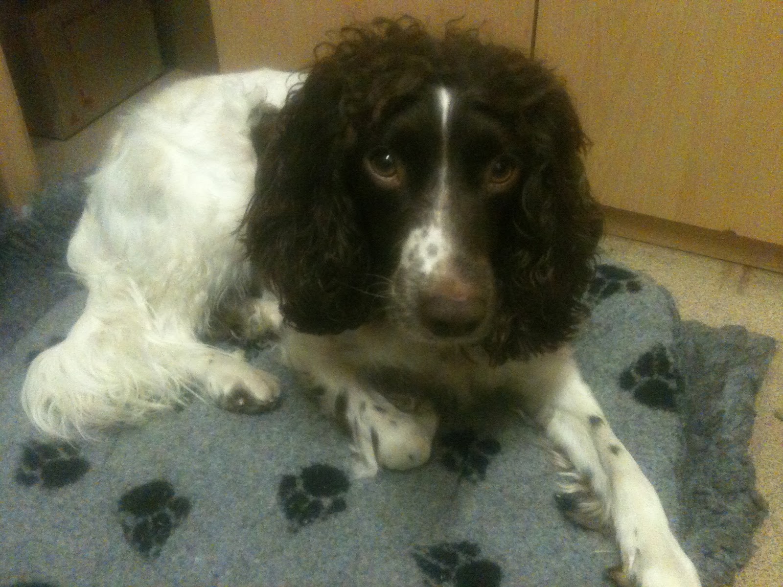 Confession's of a Spoilt Spaniel and Sprollie