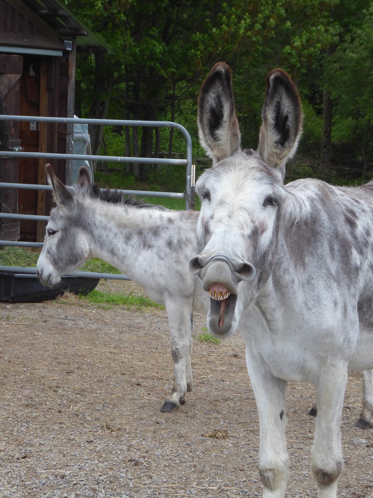 The Dancing Donkey: Ben Offers an Opinion