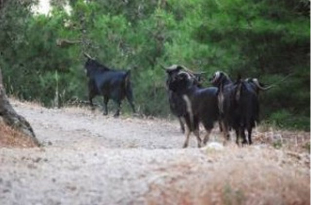 ΑΠΙΣΤΕΥΤΟ: Τράγος γεννήθηκε με ανθρώπινο πρόσωπο! (φωτο) - ΠΙΣΩ ΑΠΟ ΤΗΝ ...