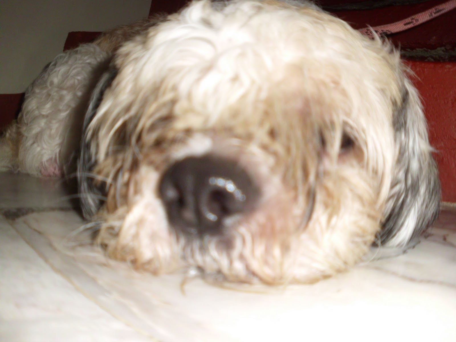 Optional Perspective: Unboxing of HP s300 Digital Camera