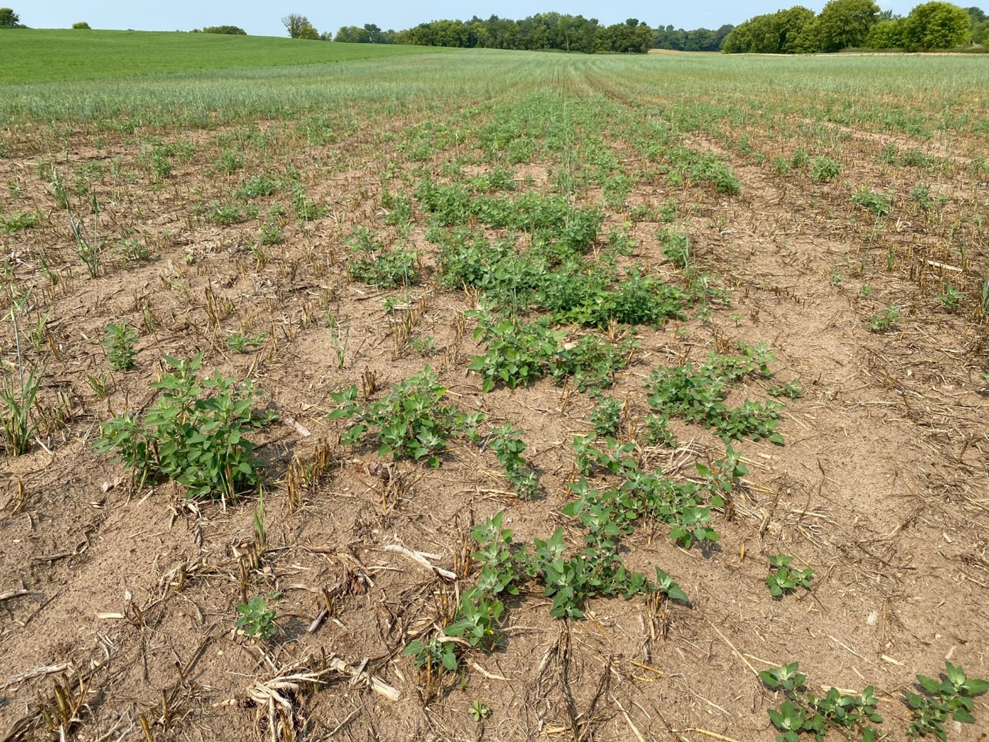 Summer re-seeding (or seeding) of alfalfa