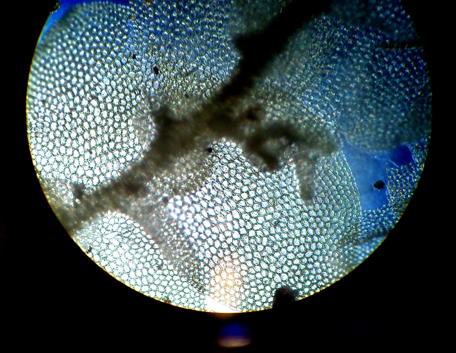 Taller Complementario Bio-arte: LAS PLANTAS EN EL MICROSCOPIO