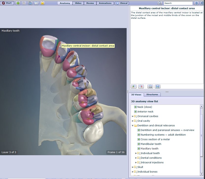 Dental anatomy 3d interactive tooth atlas v5.1 free download ...