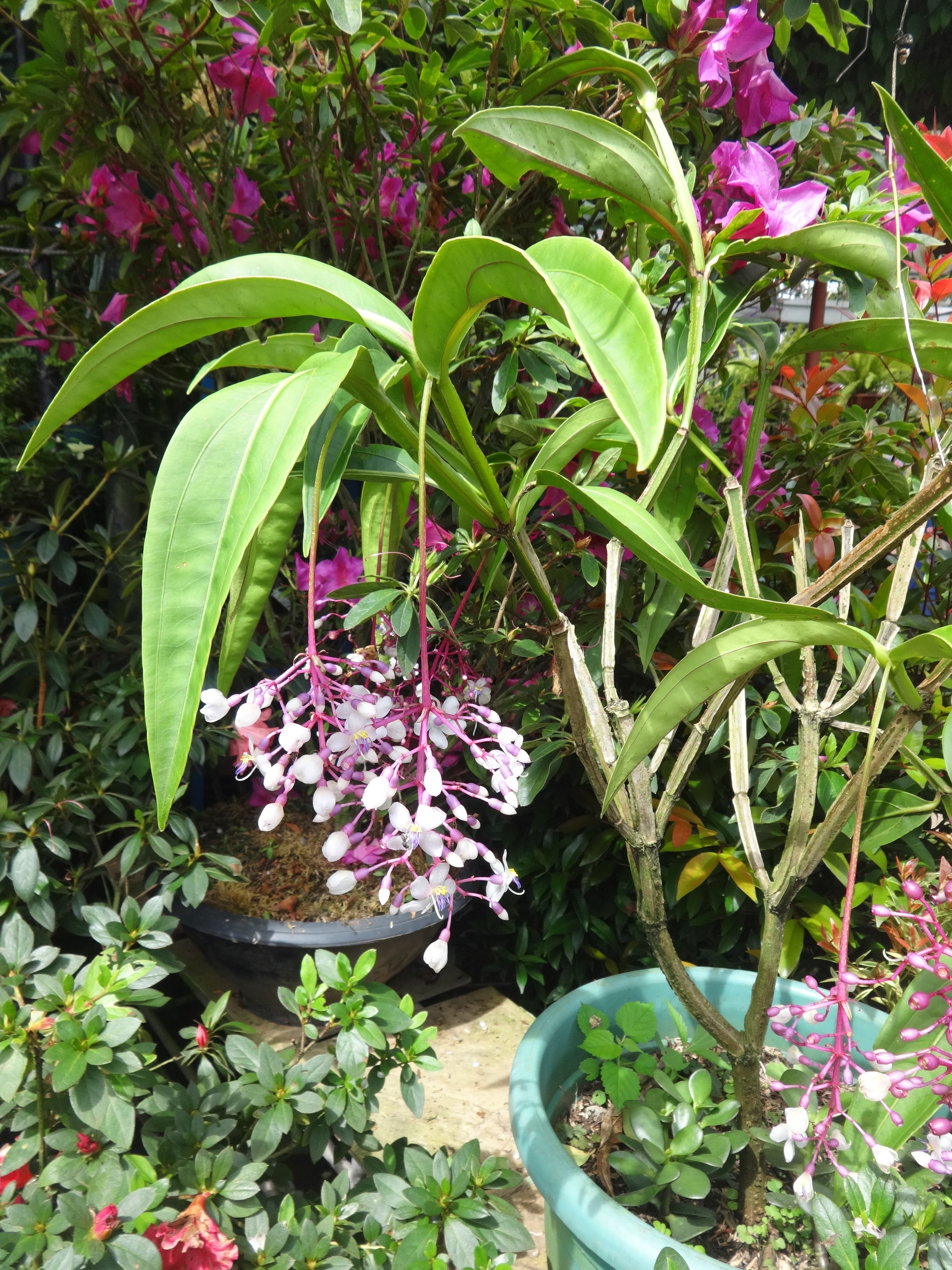 Herbs from Distant Lands: Medinilla magnifica, Medinilla pendula ...