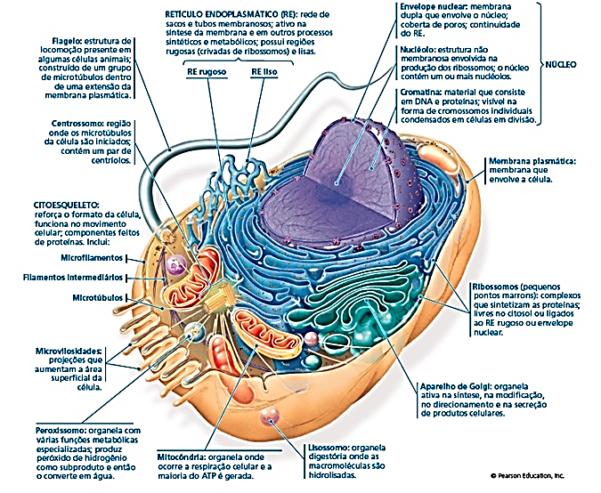 Caderno de Biologia : As células