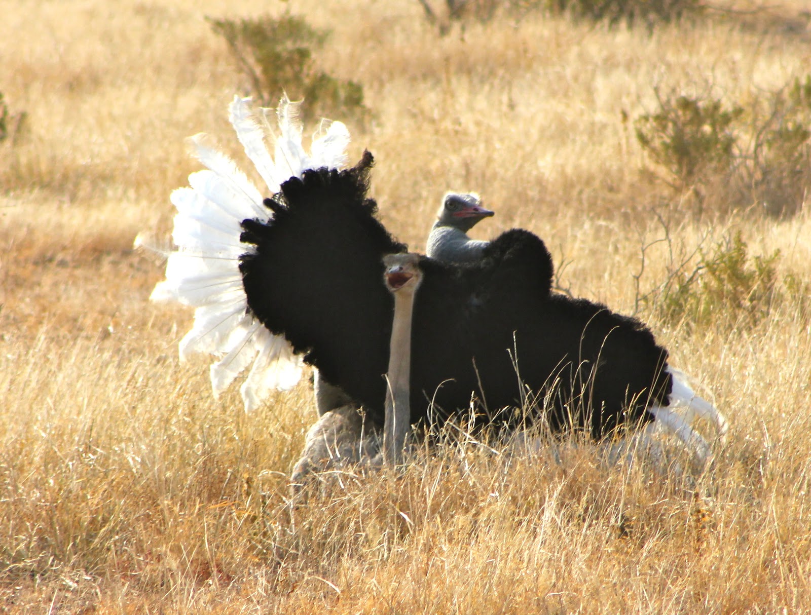 I Heart Bowheads: The story of an Ostrich "dance"