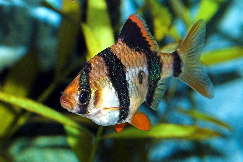 Types of Barbus Fish You Need to Know - fish-hobbyist