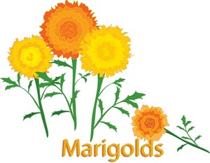 Cheri's Chatter*****: I WANT TO BE A MARIGOLD...NOT A WALNUT TREE!