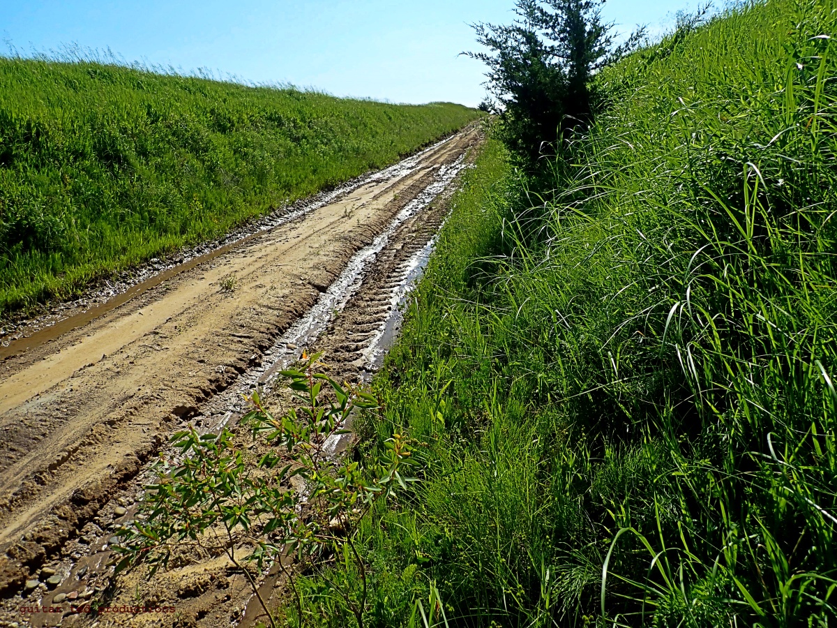 Guitar Ted Productions: Country Views; Mudslinging