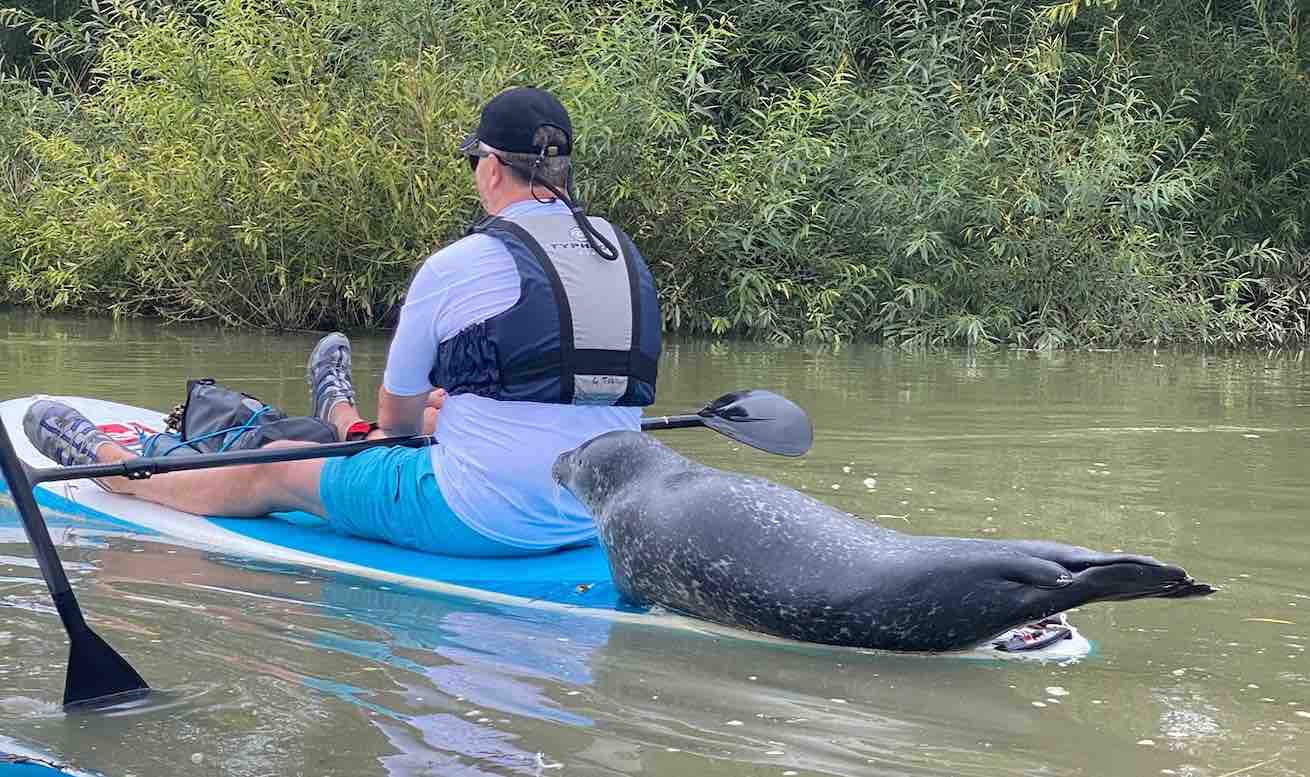Seal Jumps Right On The Back of a Paddle Board to Hitch a Ride