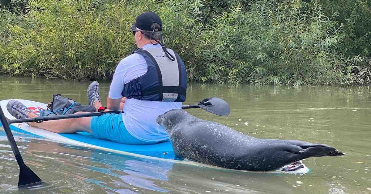 Seal Jumps Right On The Back of a Paddle Board to Hitch a Ride