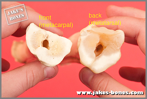 Strange bones #12: the mystery metacarpal : Jake's Bones
