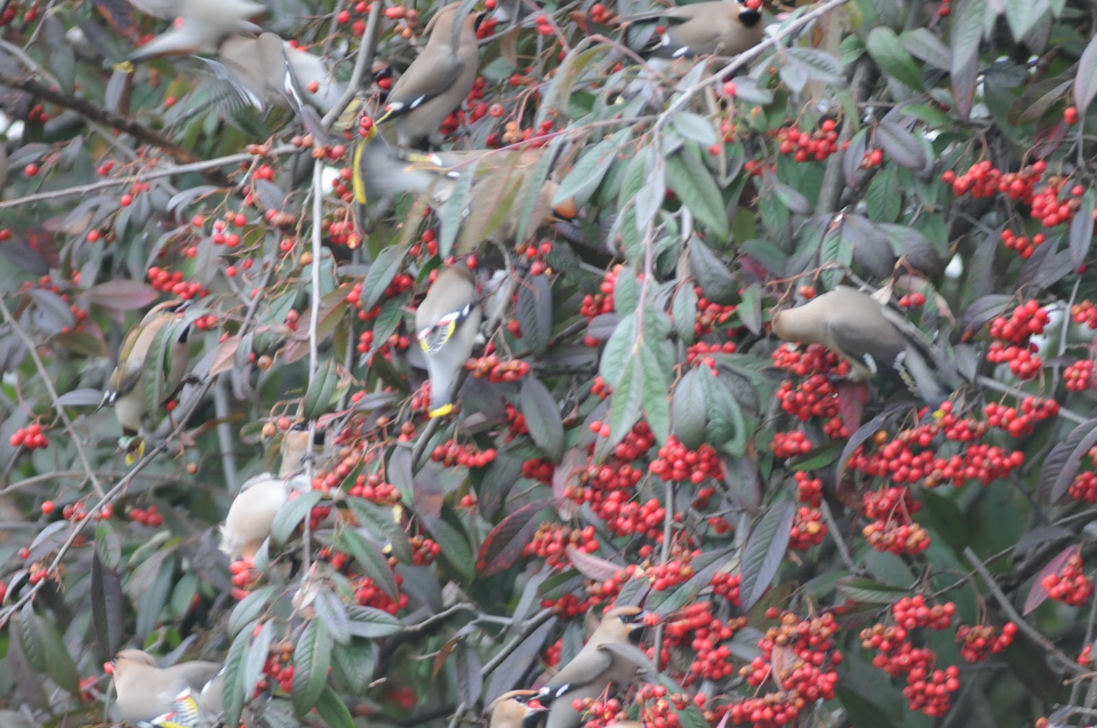The RSPB Liverpool Local Group: Waxwings
