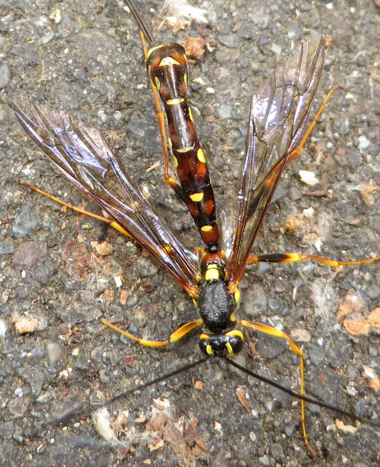 Real Everything Else: Megarhyssa nortoni - huge scary looking wasp