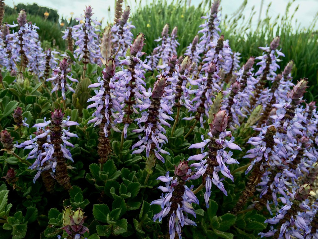 Blue Coleus - Plectranthus neochilus care and culture | Travaldo's blog