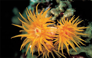 De filo à filo: Cnidaria