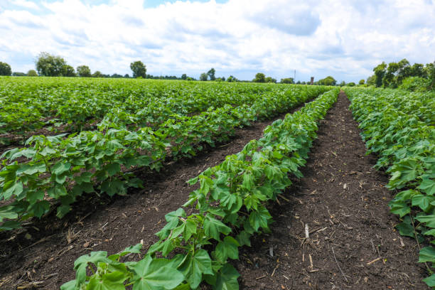 कपास की उन्नत एवं सफल वैज्ञानिक खेती कैसे करें | Kapas ke kheti ki puri ...