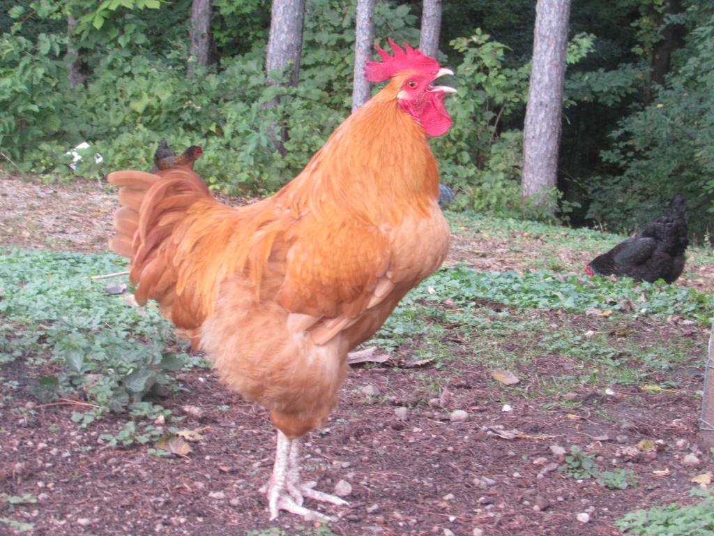 Fleur de Lis Homeschool Blog: Sonlight Core H Week 1"A", Sept. 26-Oct ...