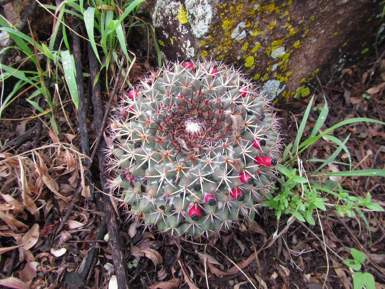 El cuexcomate: Cactaceae
