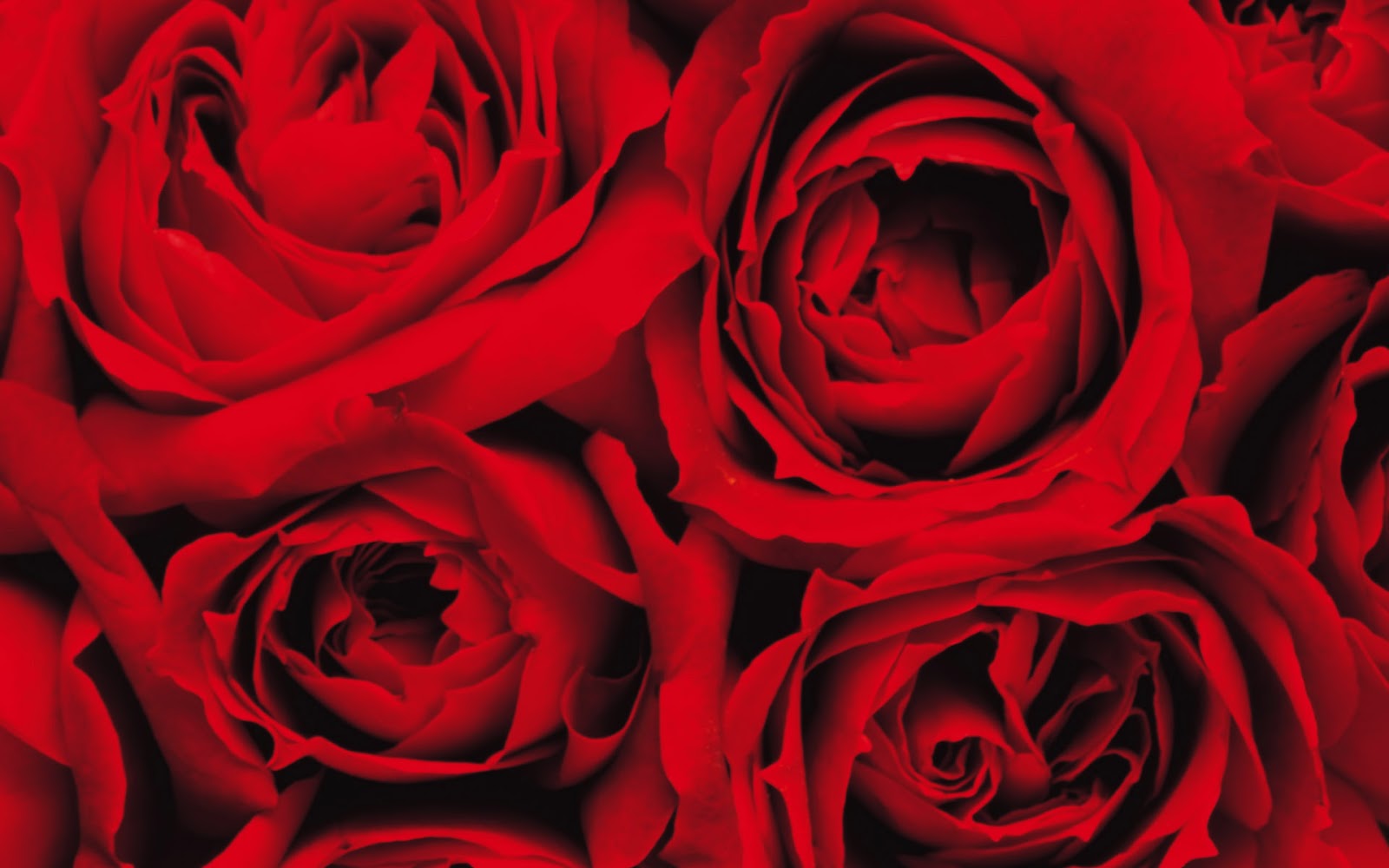 my aids: most-beautiful-red-roses-nature-view-rose-hd-wallpapers-1920-x ...