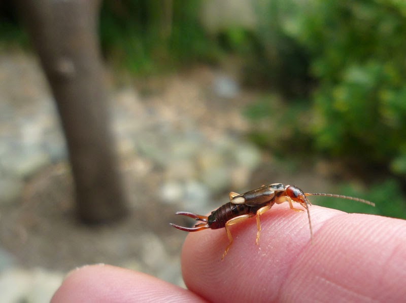 LES BESTIOLES DE MON JARDIN: les perce-oreilles