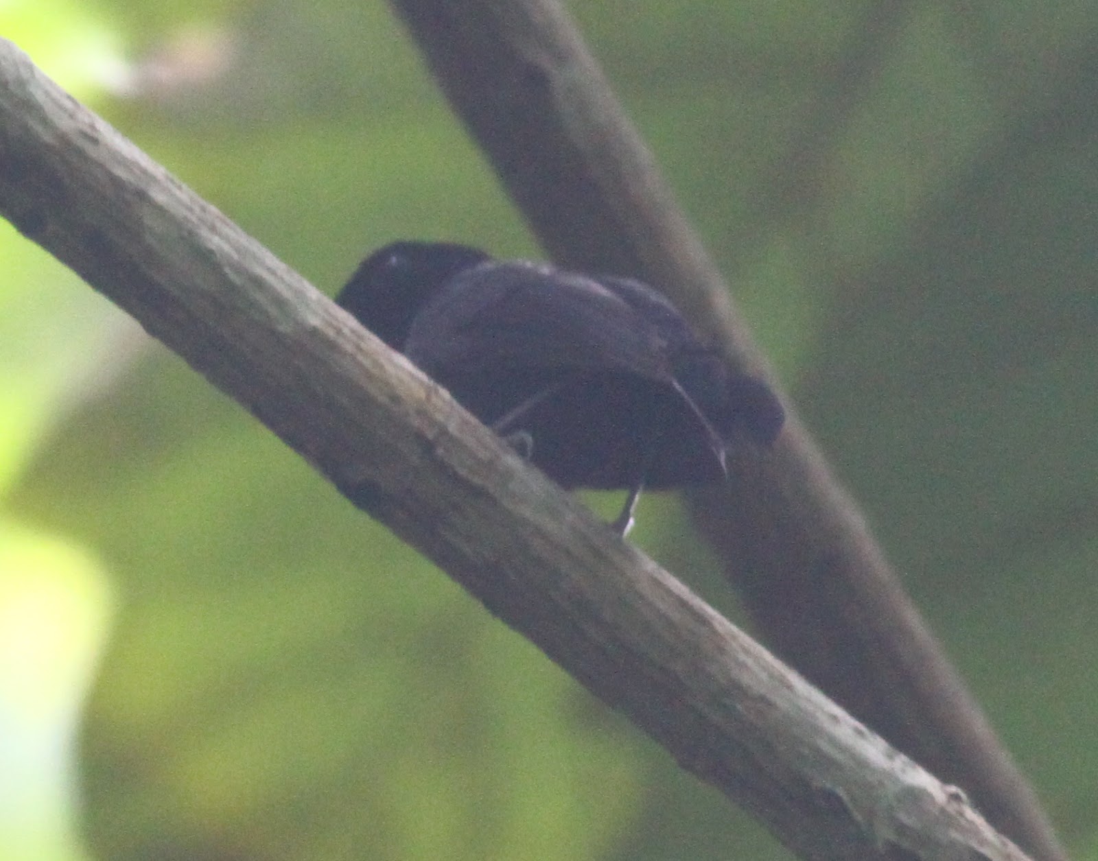 A Birder in The Philippines: Tabunan Forest, Cebu - 6th January