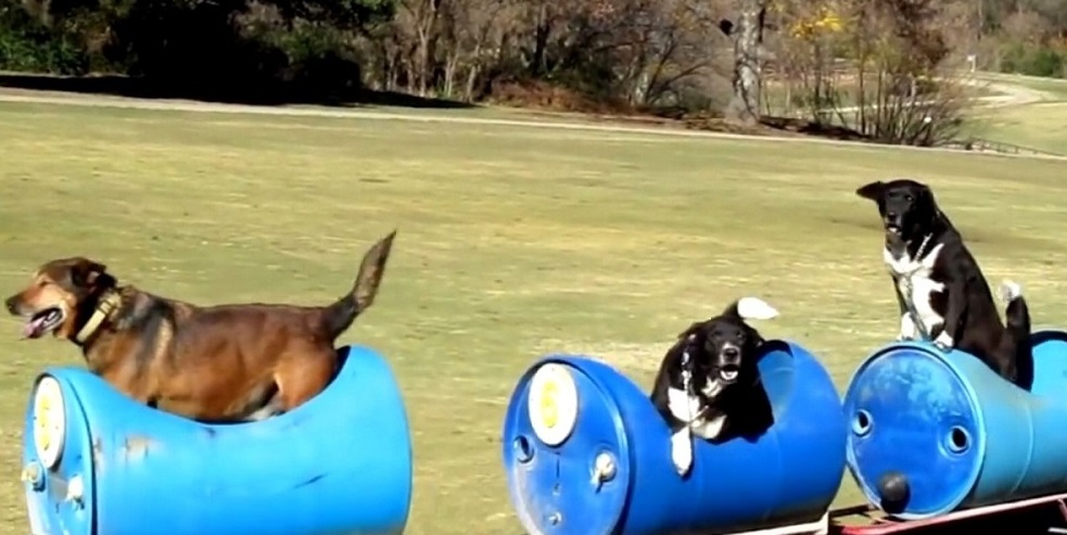 People Keep Dumping Dogs Near His House, So He Builds Them A Special ...