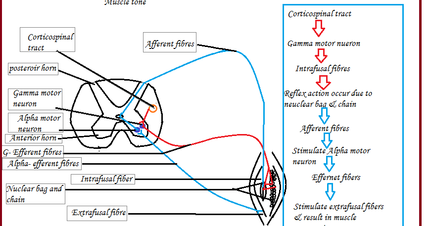 Muscle tone and Physiology of muscle tone | muscle tone definition ...