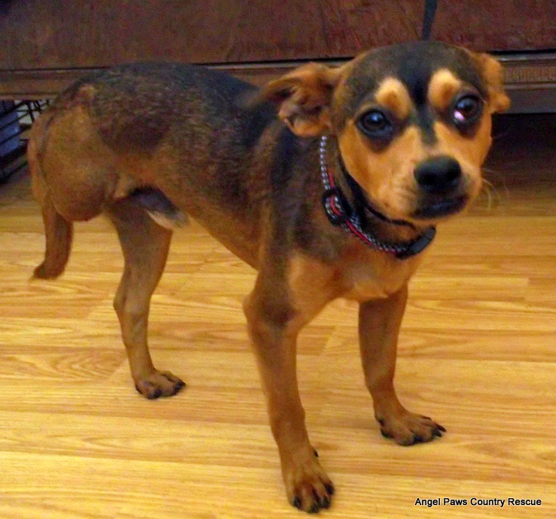 Angel Paws Country Rescue: Meet Timmy The Three Legged Dog!!
