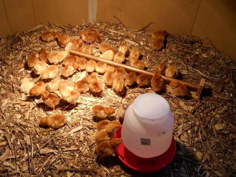 Vertically Integrated in Chickens