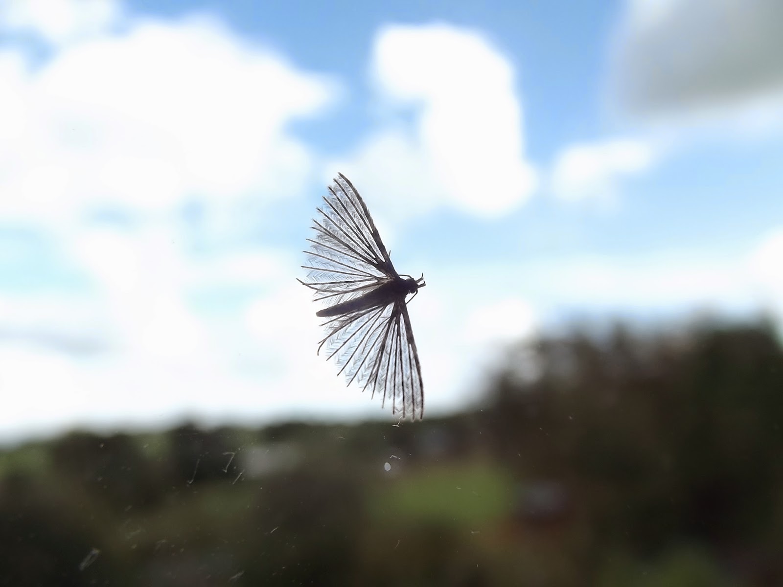 Endon Wildlife: August 2014