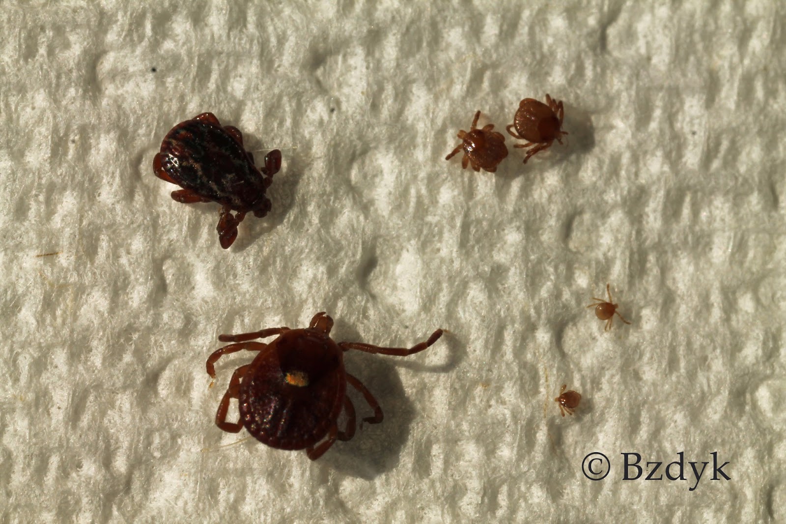 The Sentimental Entomologist: Let's talk about Lone Star ticks.