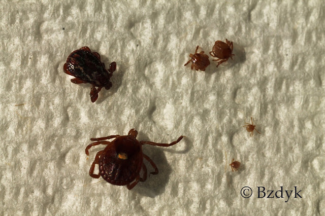 The Sentimental Entomologist: Let's talk about Lone Star ticks.