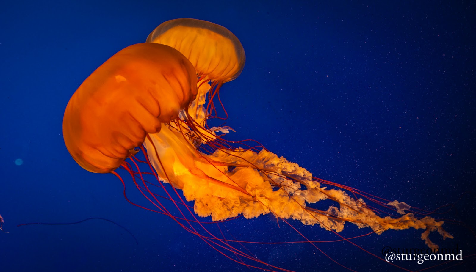 Sturgeon M.D.: Vancouver Aquarium - A smack of jellyfish