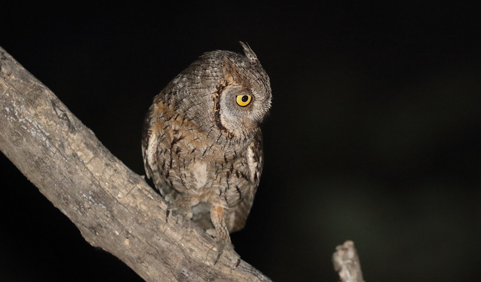 Aves Ibericas: Aves en los Parques de Madrid, Autillo, Pico Menor ...