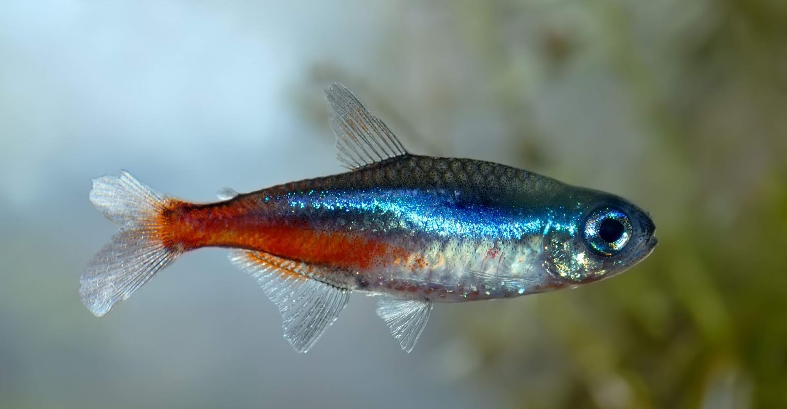Peixe Neon-Verdadeiro (Paracheirodon innesi)