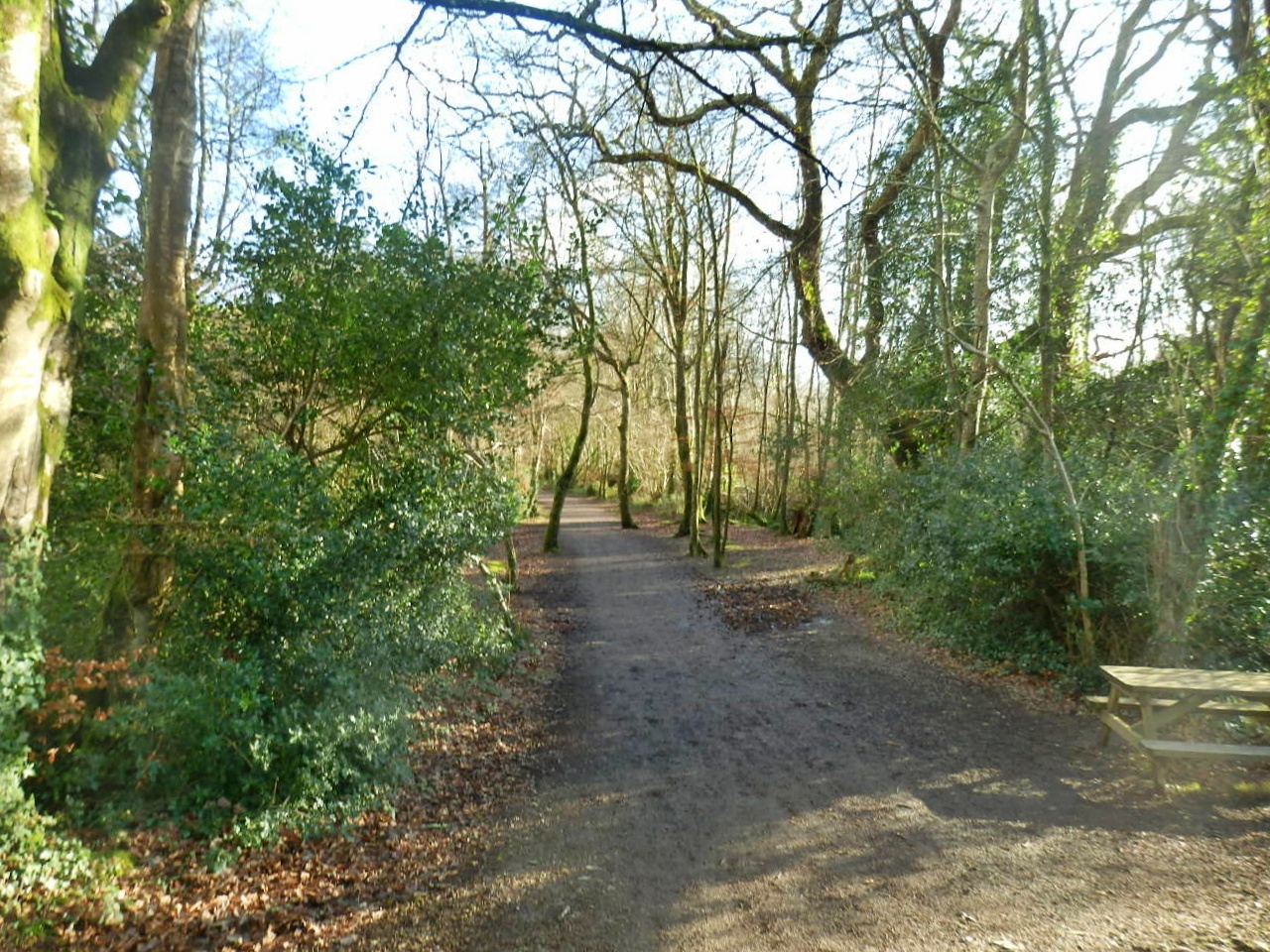 Mike's Cornwall: Walking at Pentewan, Cornwall: River, Woods and Trees