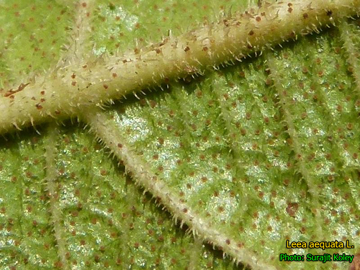 Medicinal Plants: Leea aequata