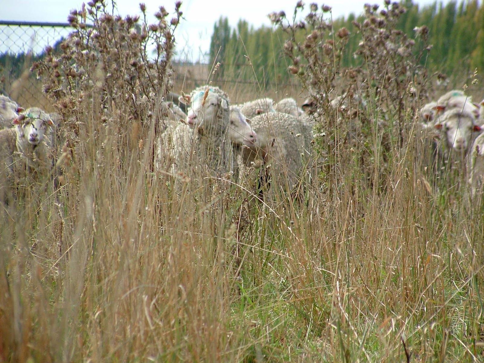 Can animals feel empathy? - Amazing Animal Minds