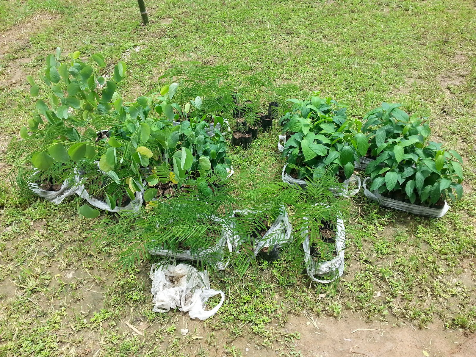 บ้านวิถีอินทรีย์ เชียงราย Organic Living Chiangrai: Organic Farming #6