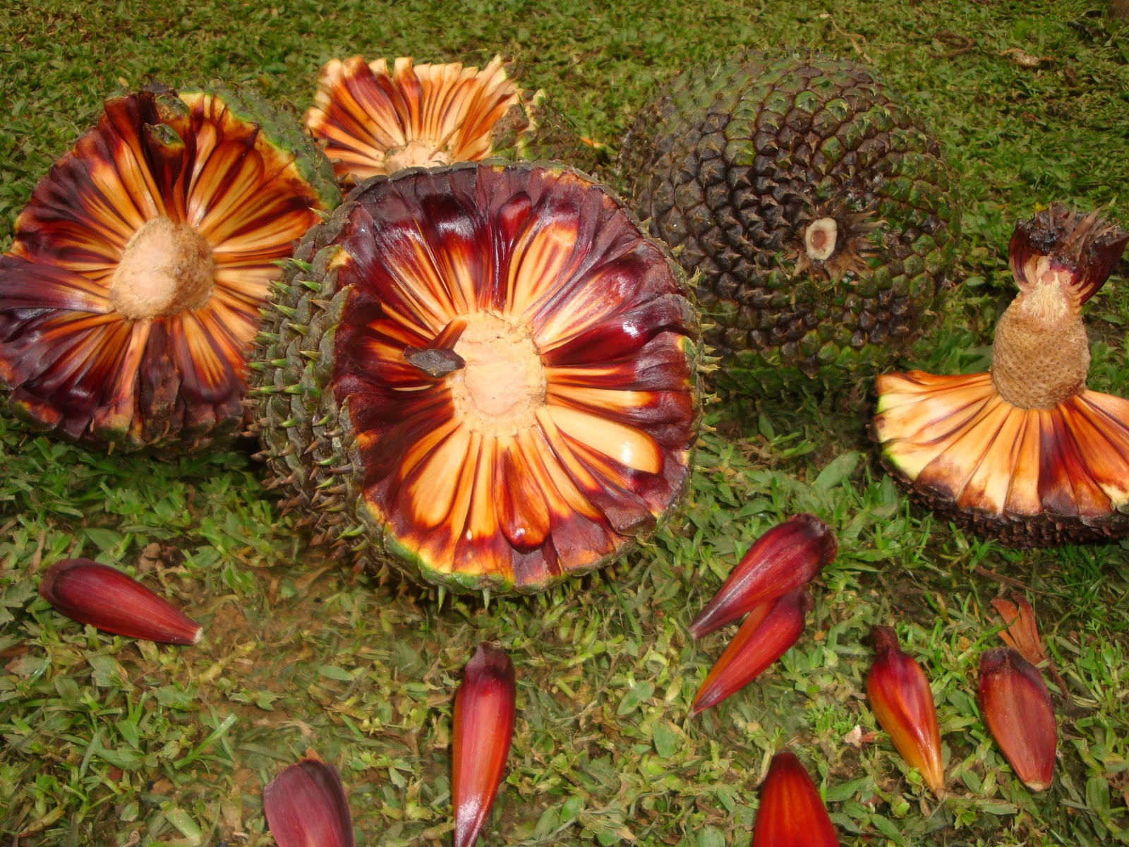 Pinheiral de Baixo - Palmeira - PR: O Pinhão