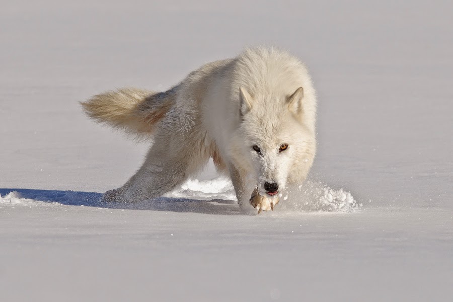 White Wolf : 15 Photos of the Most Amazing Animal in Alaska - Arctic ...