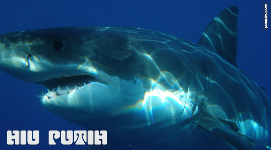 Hiu Putih – Profil Lengkap Predator Terbesar di Dunia yang Haus Darah ...