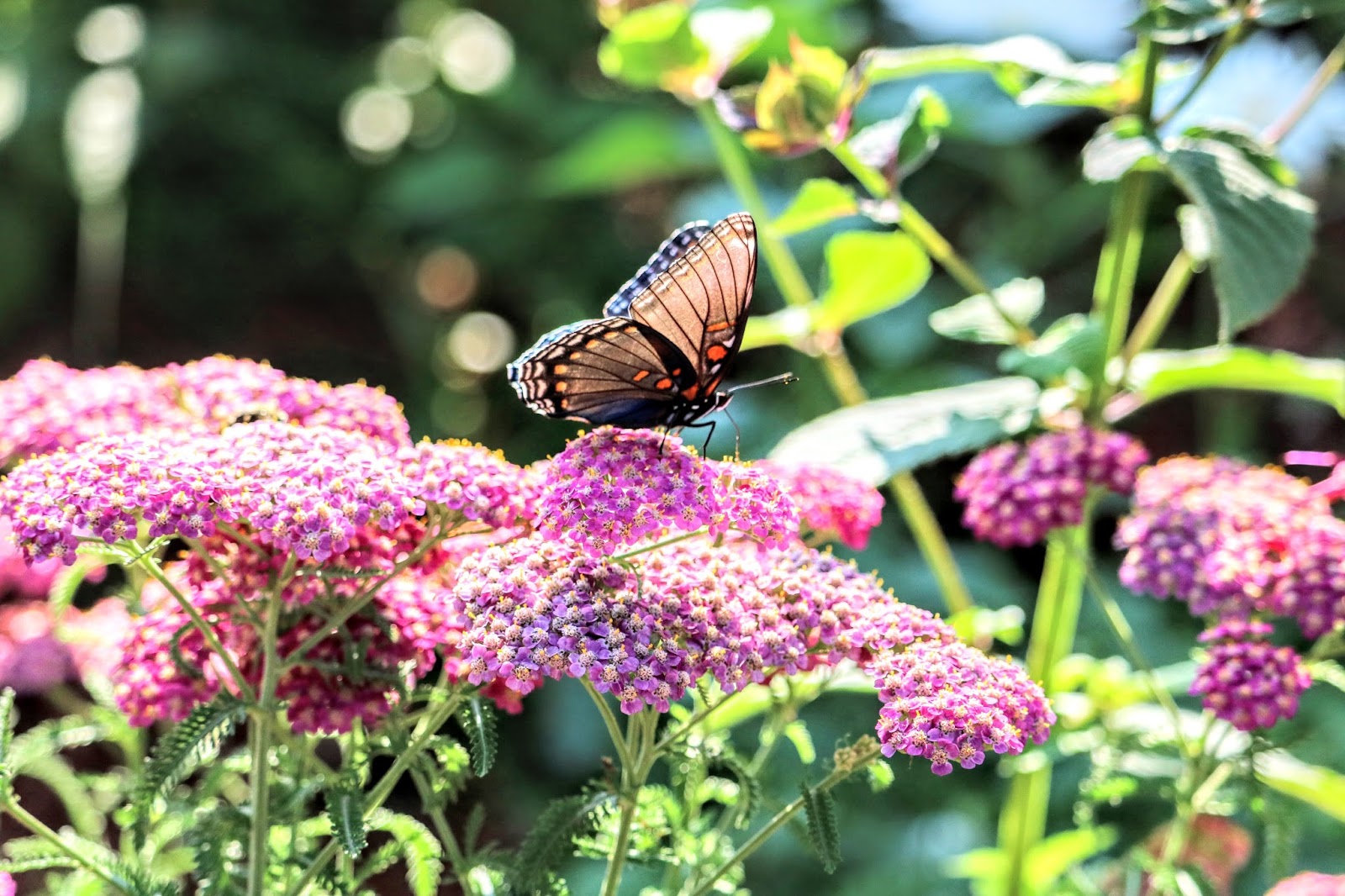 Red-spotted purple butterfly 4