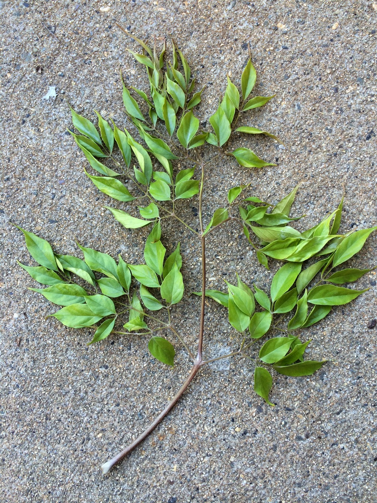 Trees of Santa Cruz County: Radermachera sinica - China Doll