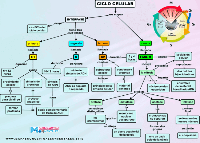Mapa conceptual de la célula tipos, partes y funciones