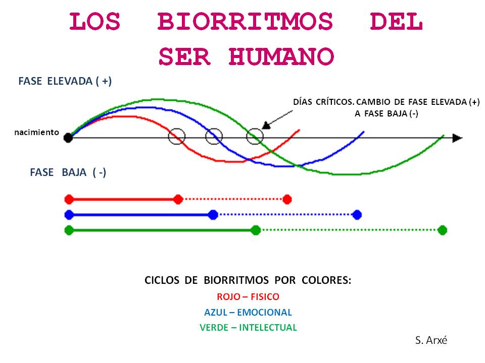 EL MEU ESPAI DE PSICOLOGIA: LOS BIORRITMOS DEL SER HUMANO