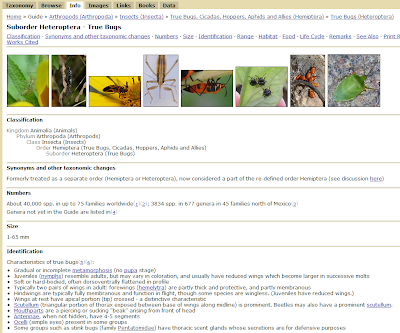 It's Not Work, It's Gardening!: How I identify bugs